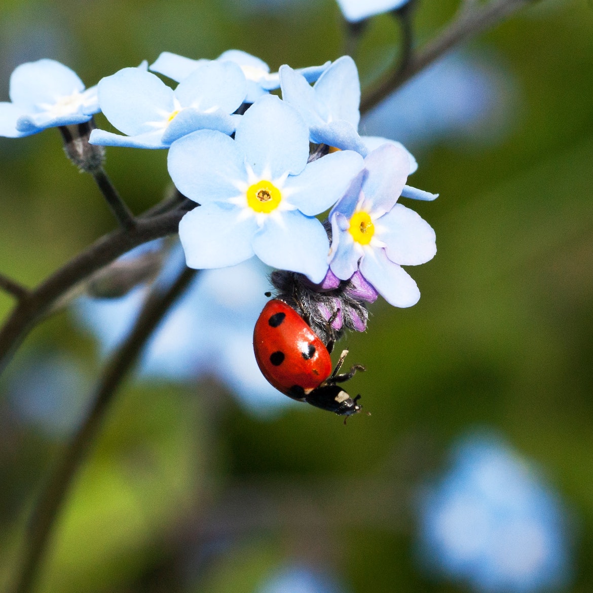 DIY Ladybug Craft For Toddlers